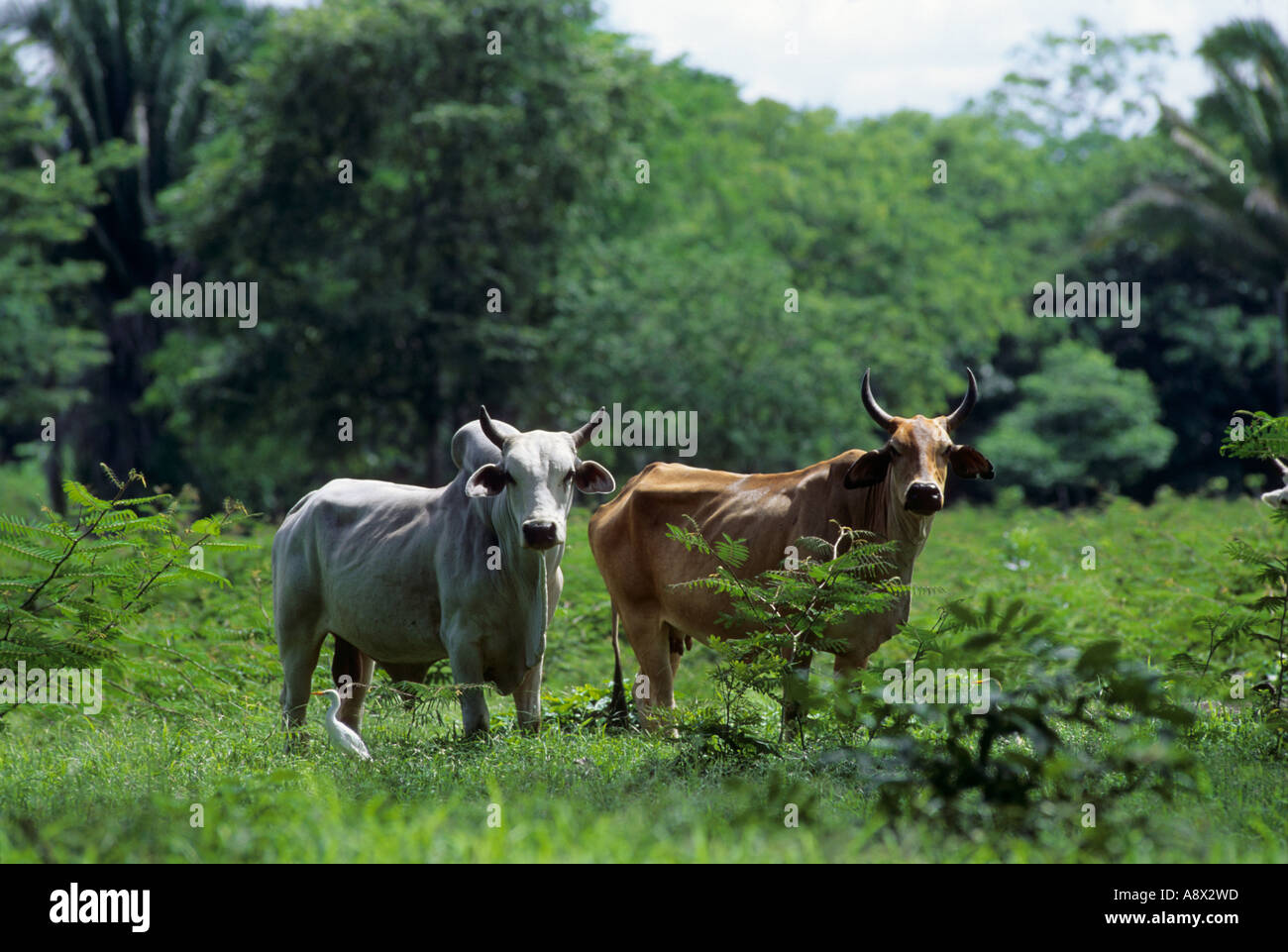 Domestic cattle Bos indicus Queensland Australia Stock Photo - Alamy