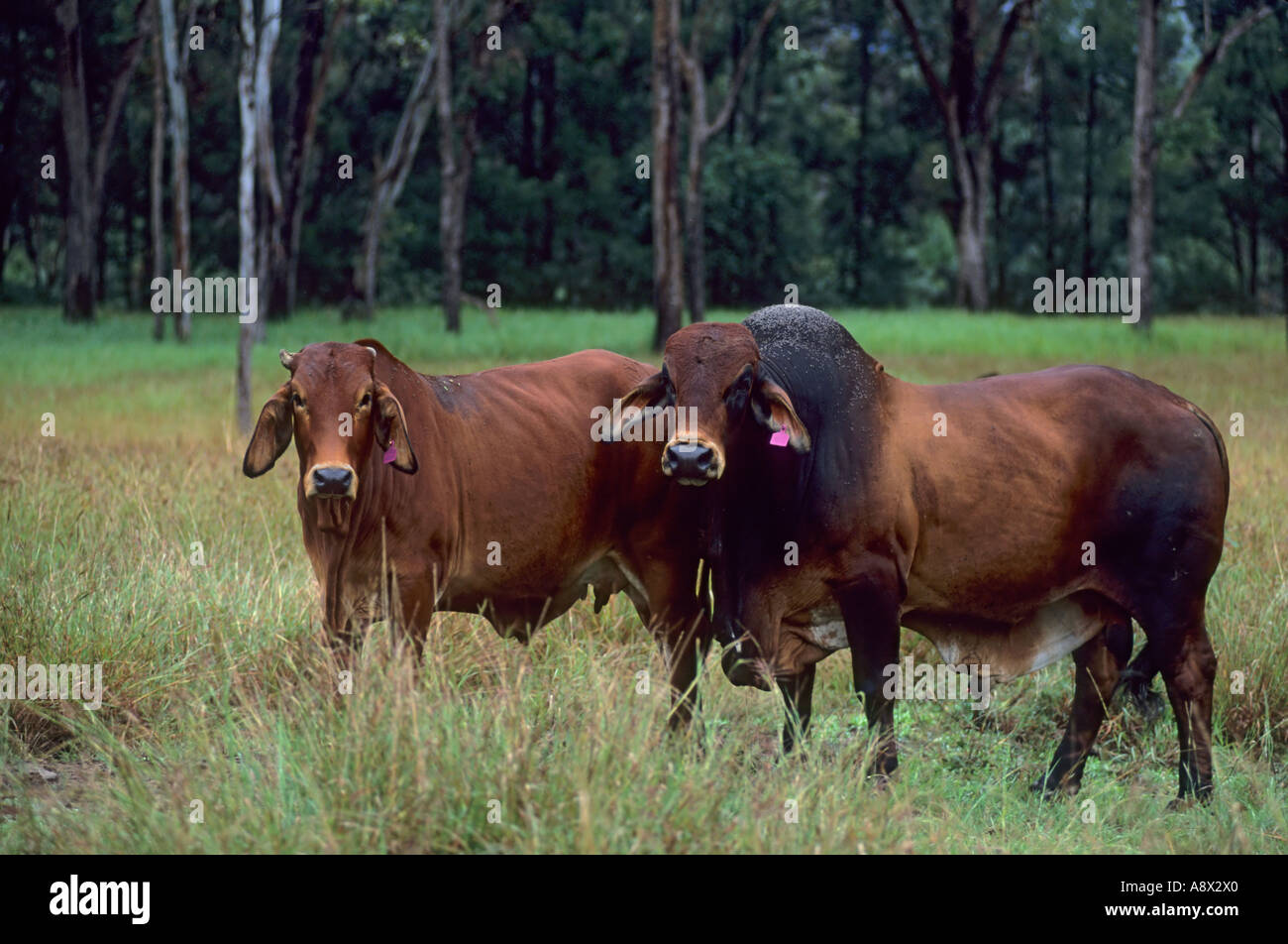 Zebu cow australia hi-res stock photography and images - Alamy