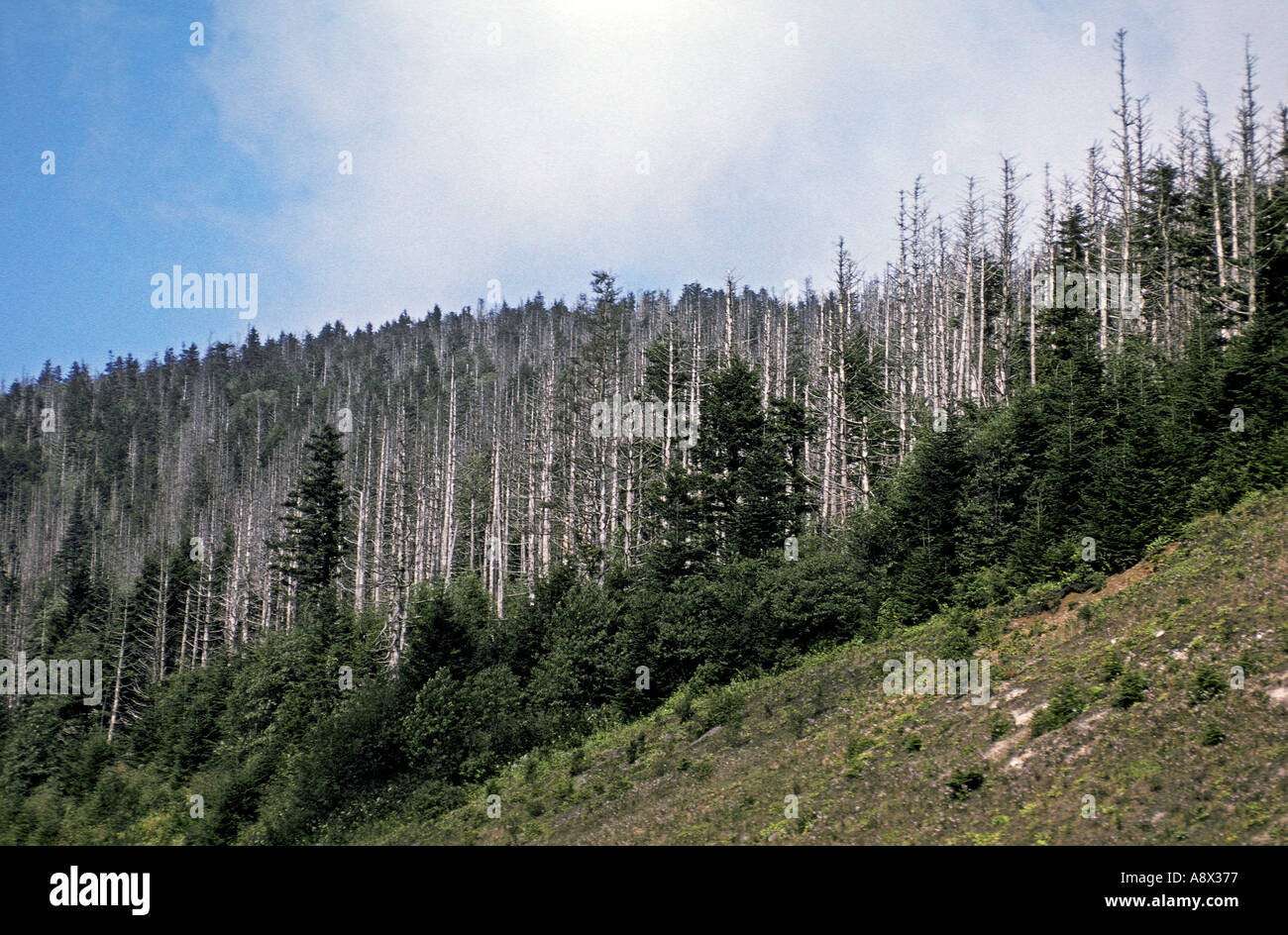 Mount Mitchell Acid Rain