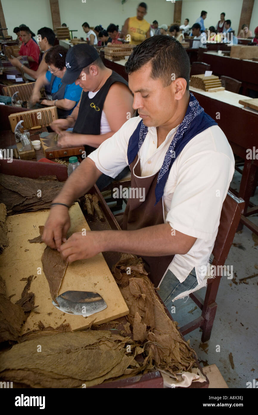 Rolling cigars by hand in production room of a cigar factory Esteli ...