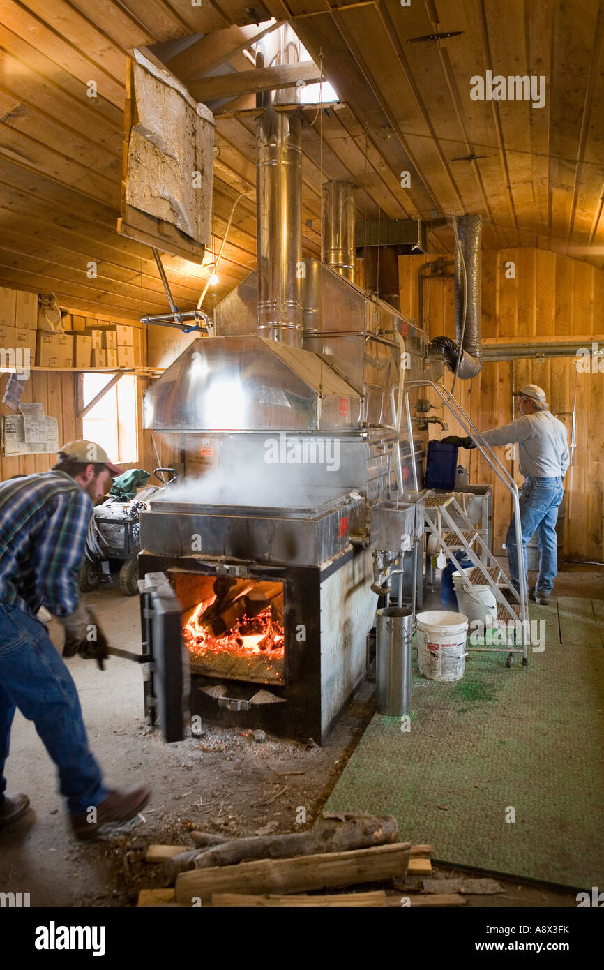 Stoking fire boiling tree sap in evaporator making maple syrup upstate ...