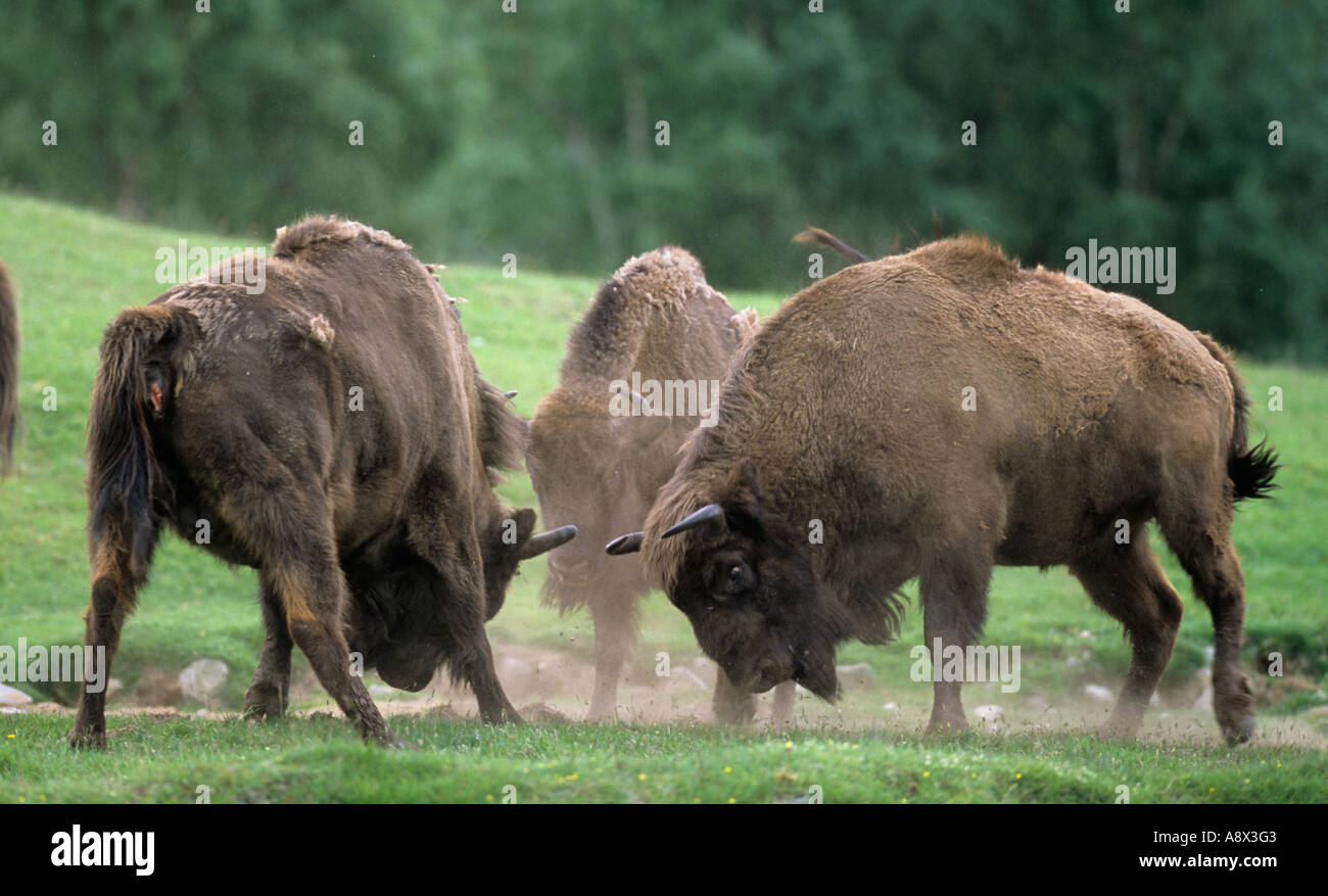 European bison or Wisent Bison bonasus Central Europe Captive Stock ...