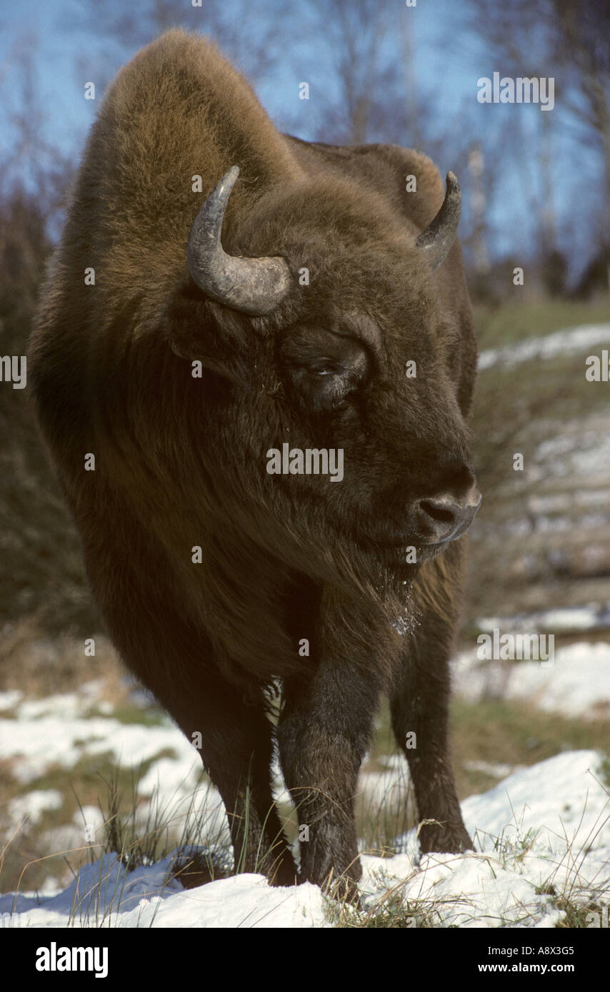 European bison or Wisent Bison bonasus Central Europe Captive Stock ...