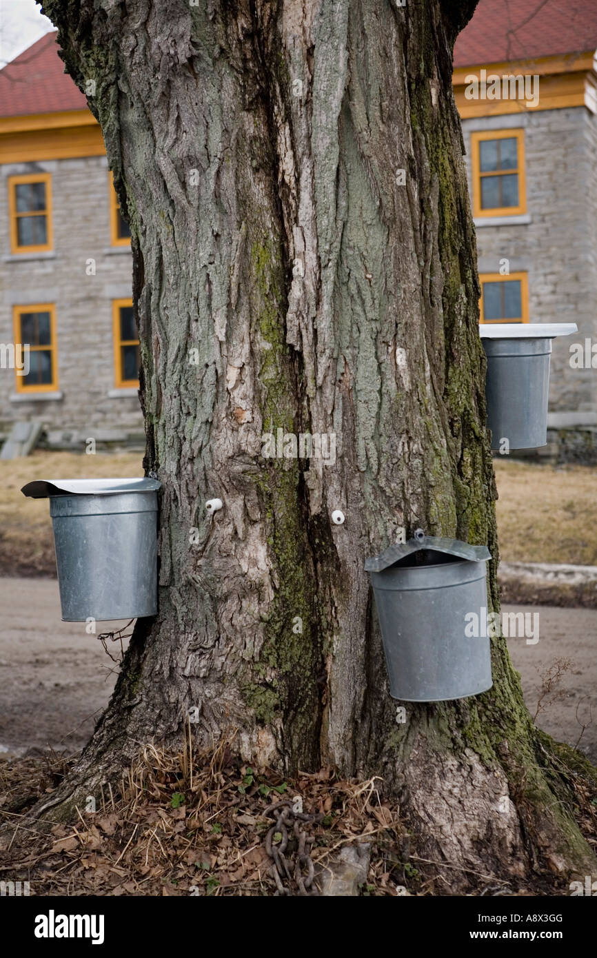 Sugar maple tree new york hi-res stock photography and images - Alamy