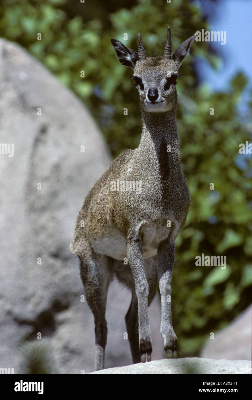 Klipspringer hooves hi-res stock photography and images - Alamy