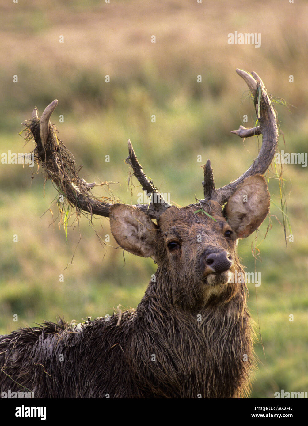 Female barasingha hi-res stock photography and images - Alamy