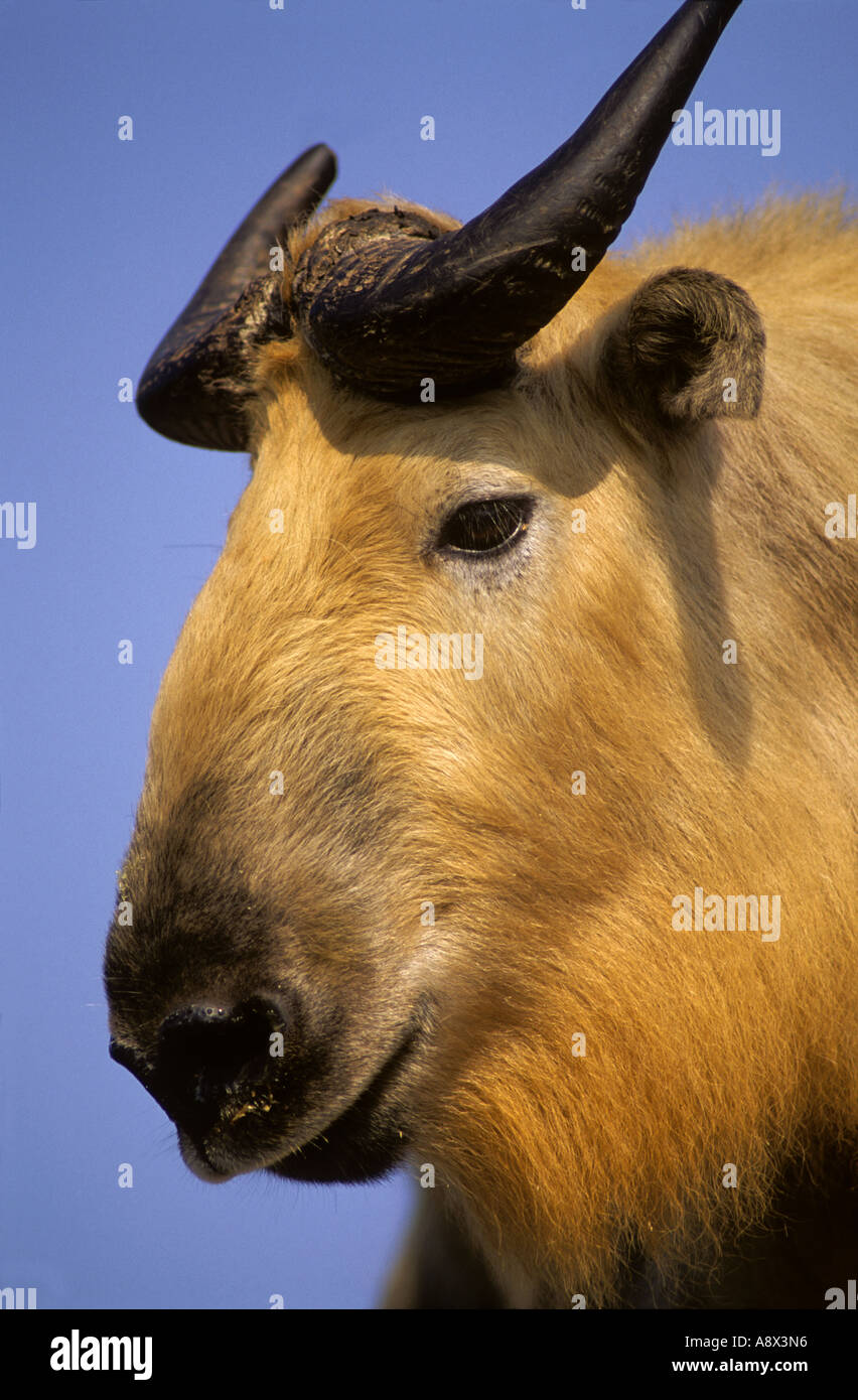Takin Budorcas taxicolor Eastern Himalaya China Tibet Bhutan Myanmar ...