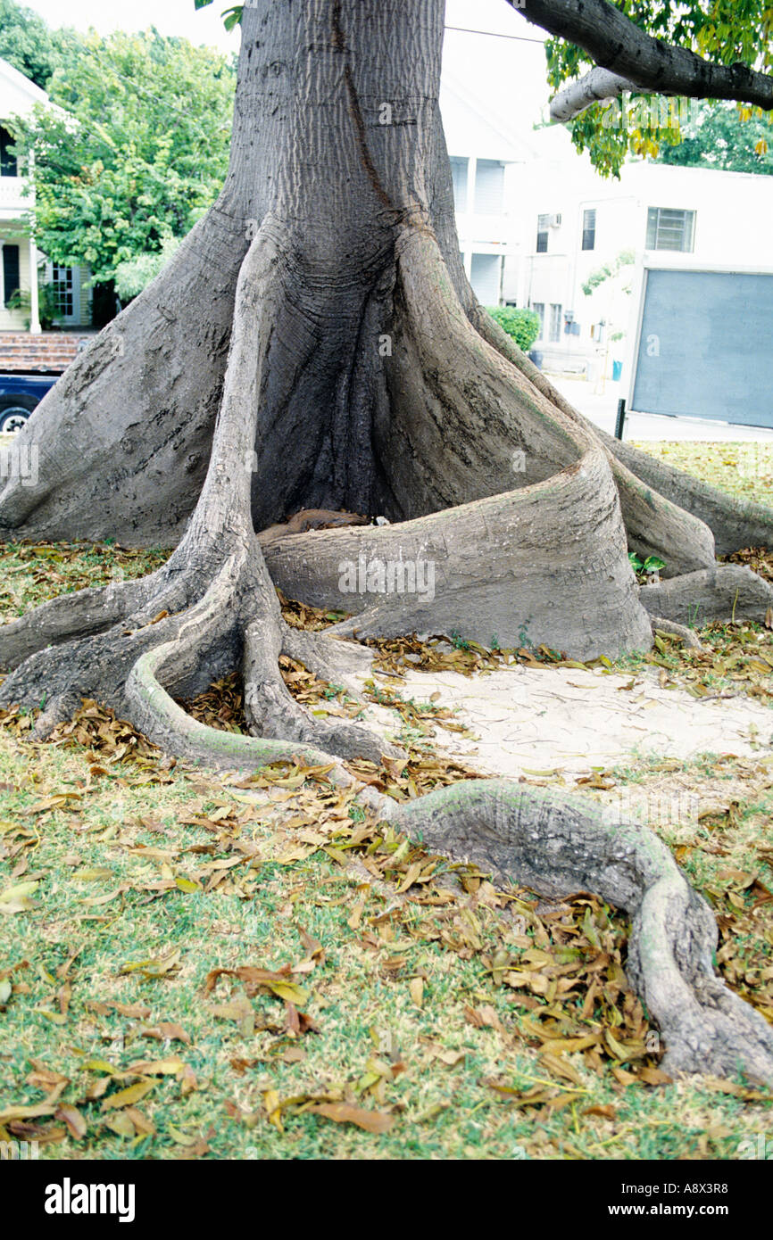 TROPICAL FICUS TREE ROOTS Stock Photo - Alamy