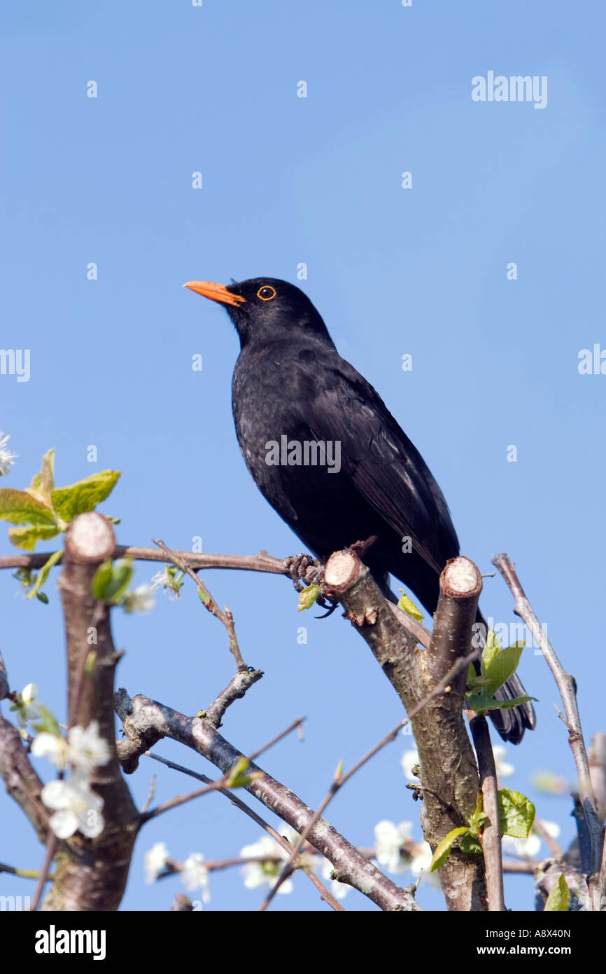 The Blackbird or Common Blackbird Turdus merula is a European member of ...