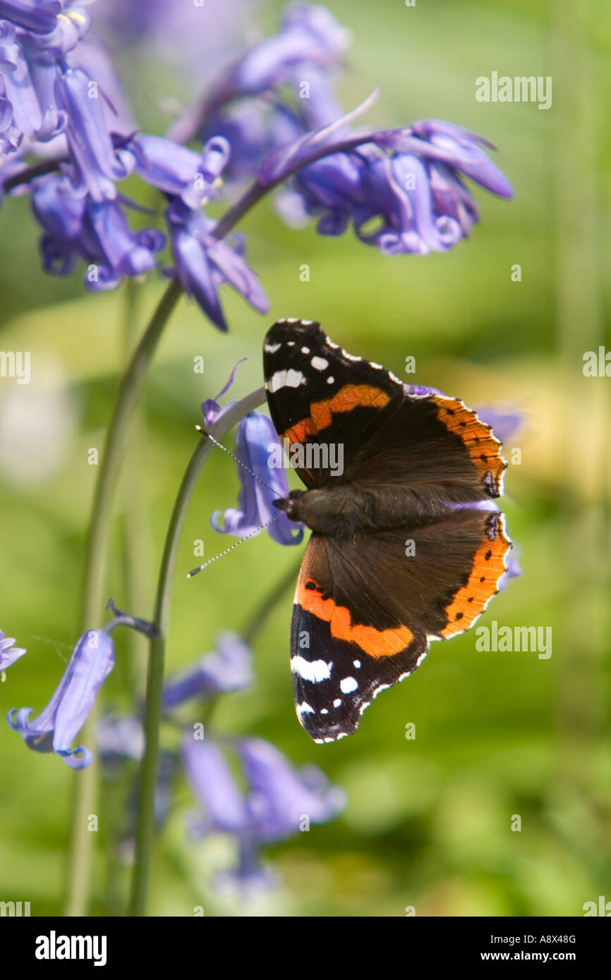 Red Admiral Vanessa atalanta Linnaeus 1758 Family Nymphalidae ...