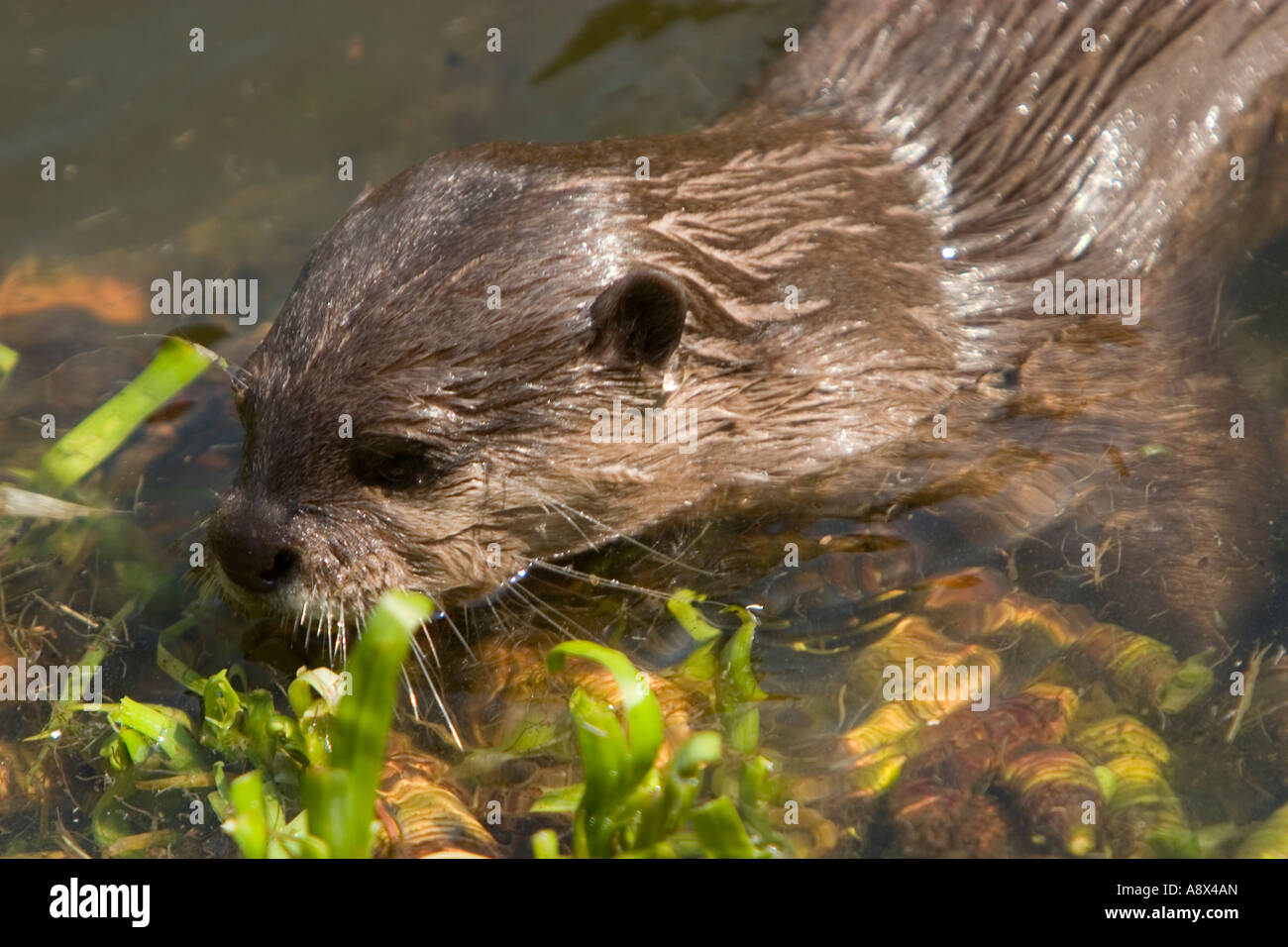 The Oriental Small clawed Otter Aonyx cinerea also known as Asian Small ...