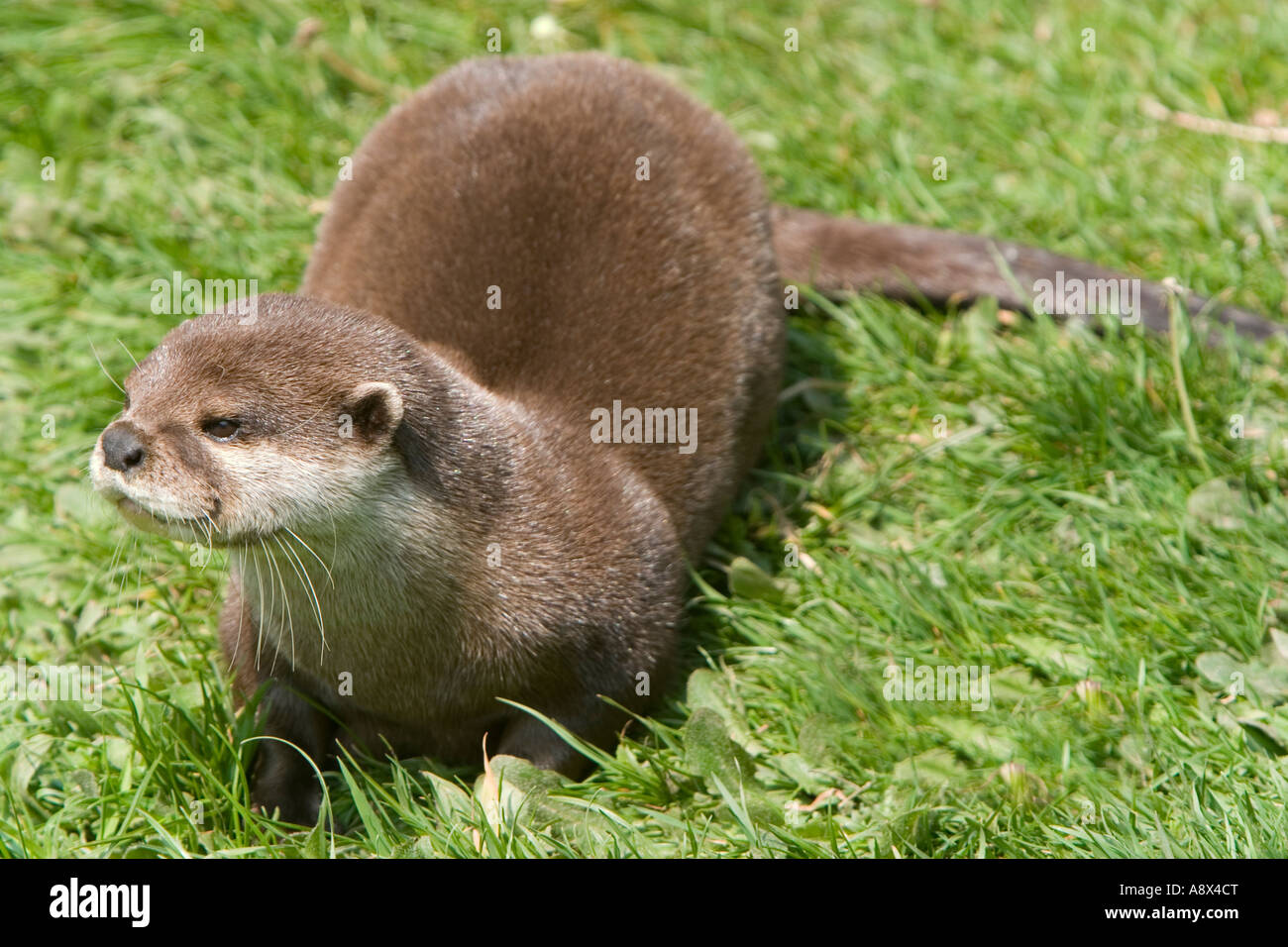 The Oriental Small clawed Otter Aonyx cinerea also known as Asian Small ...