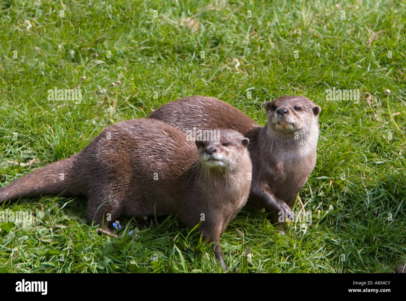 The Oriental Small clawed Otter Aonyx cinerea also known as Asian Small ...