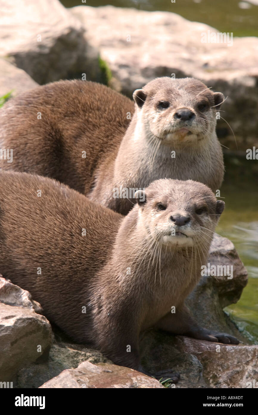 The Oriental Small clawed Otter Aonyx cinerea also known as Asian Small ...