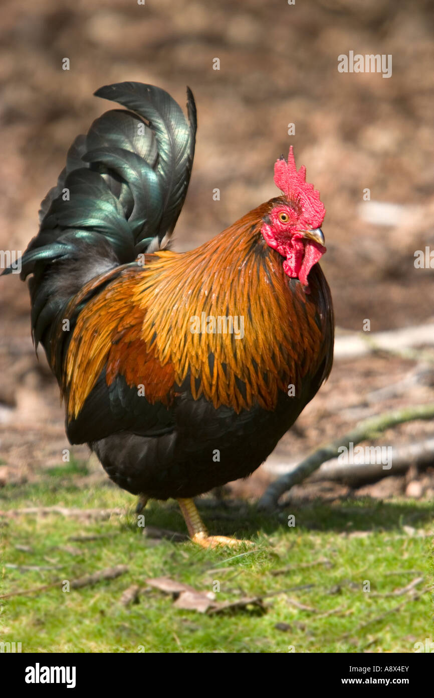 The Welsummer is named after the village of Welsum in Holland Stock ...