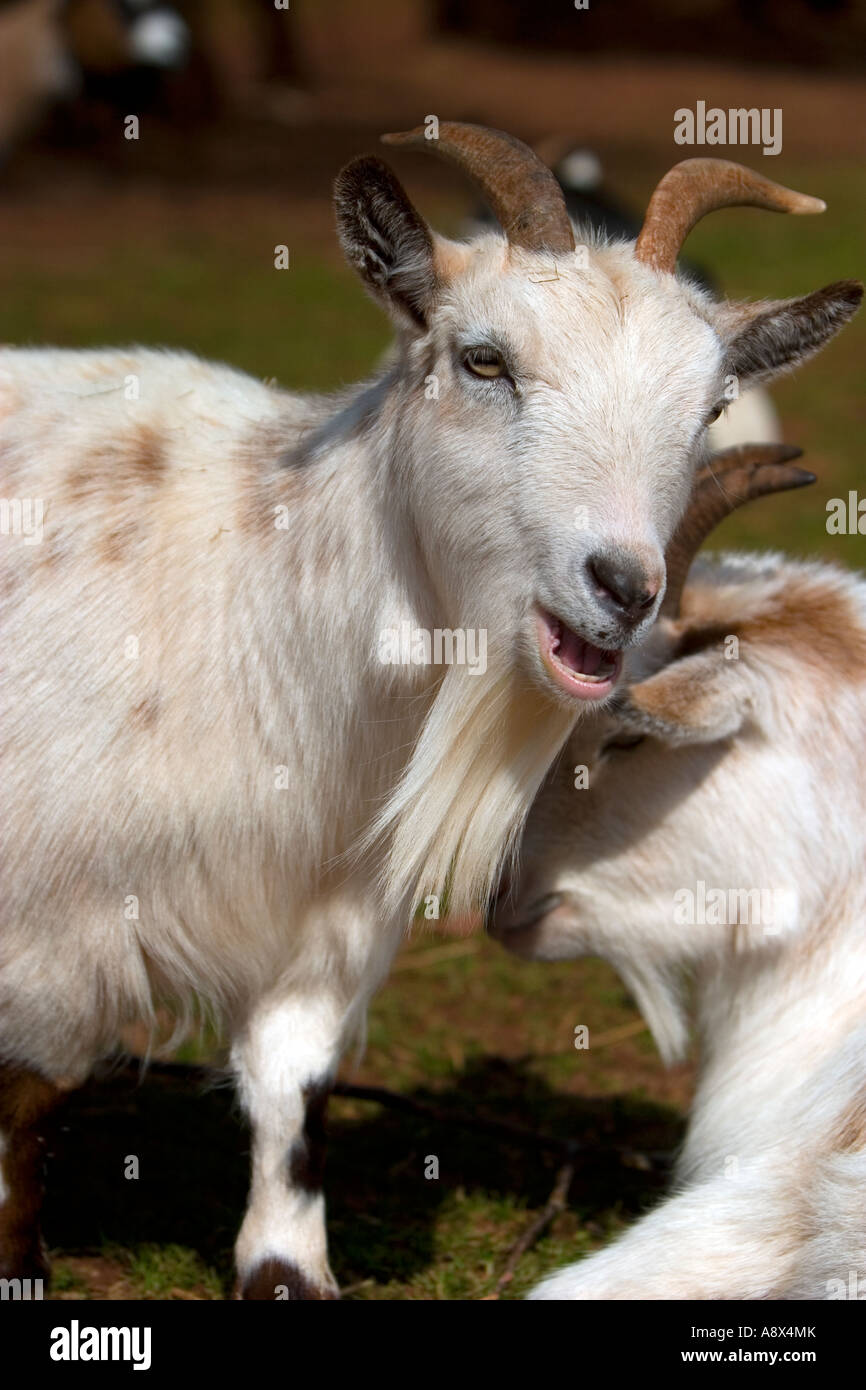 A domestic dwarf goat Capra hircus Bovidae Stock Photo - Alamy