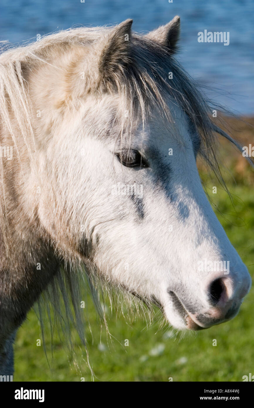 A head shot of a grey Welsh pony Stock Photo - Alamy