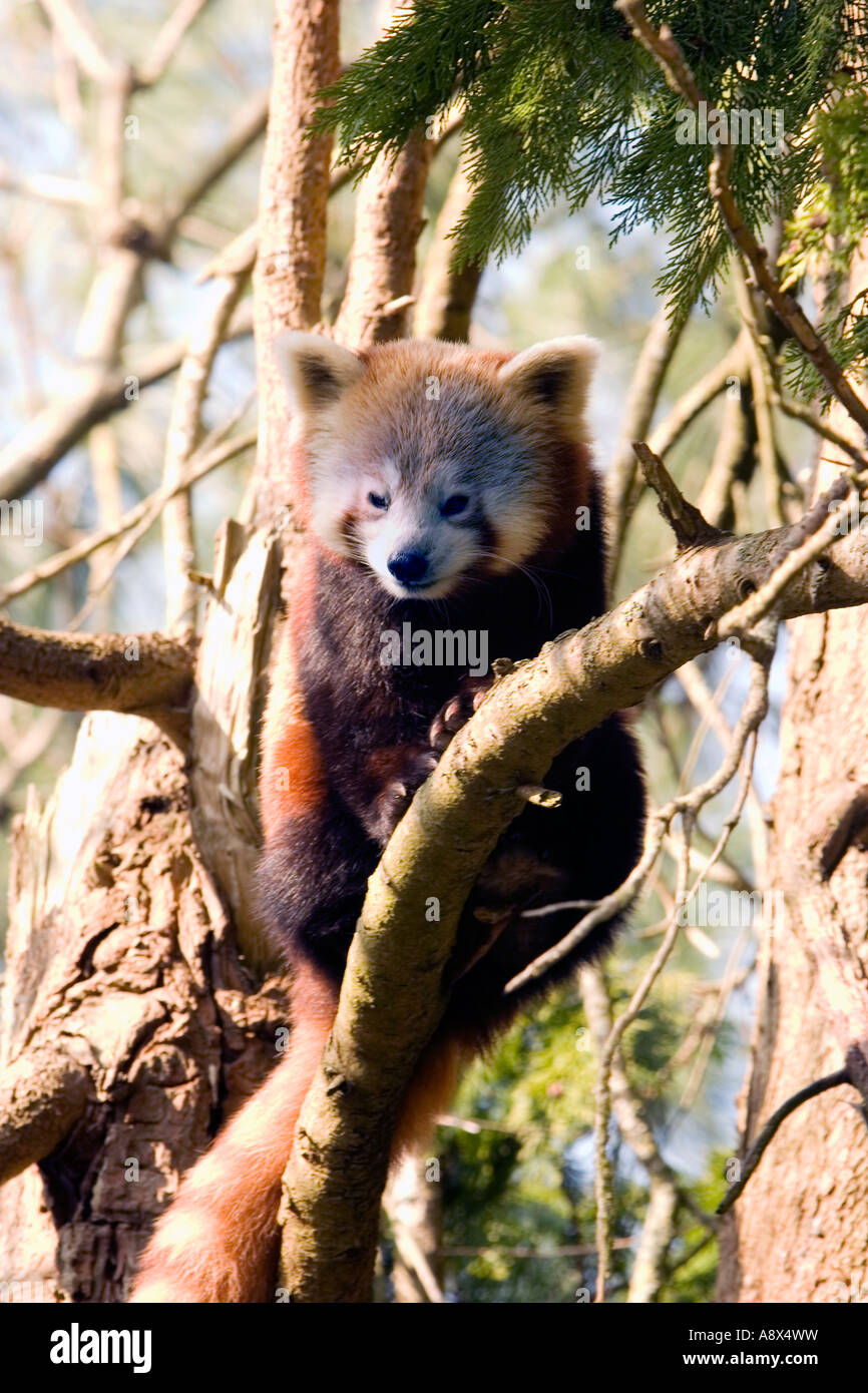 Ailurus fulgens fulgens A red Panda Stock Photo - Alamy