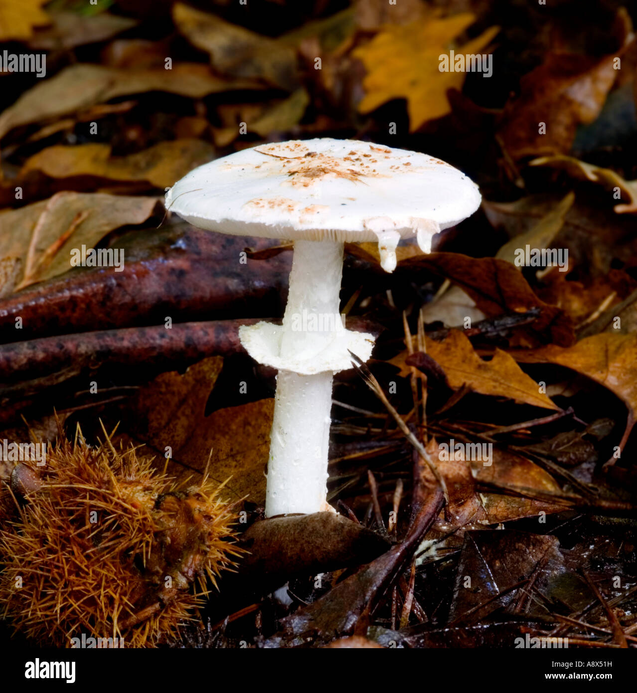A weeping Slime veil The slightly greasy convex cap is creamy white Its ...