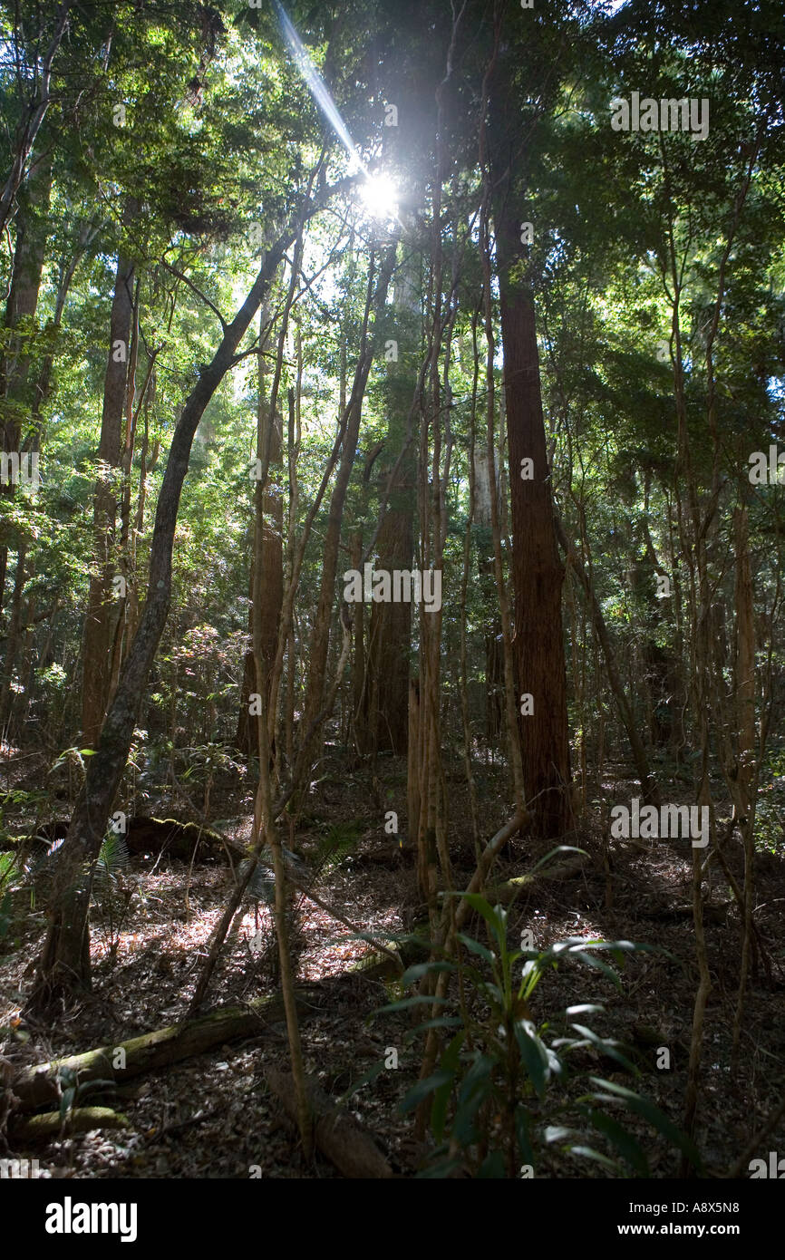 Forest in Fraser Island QSL Australia Stock Photo - Alamy
