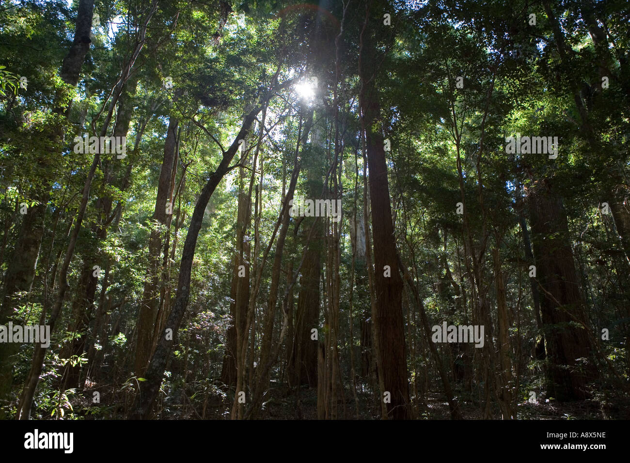 Forest in Fraser Island QSL Australia Stock Photo - Alamy