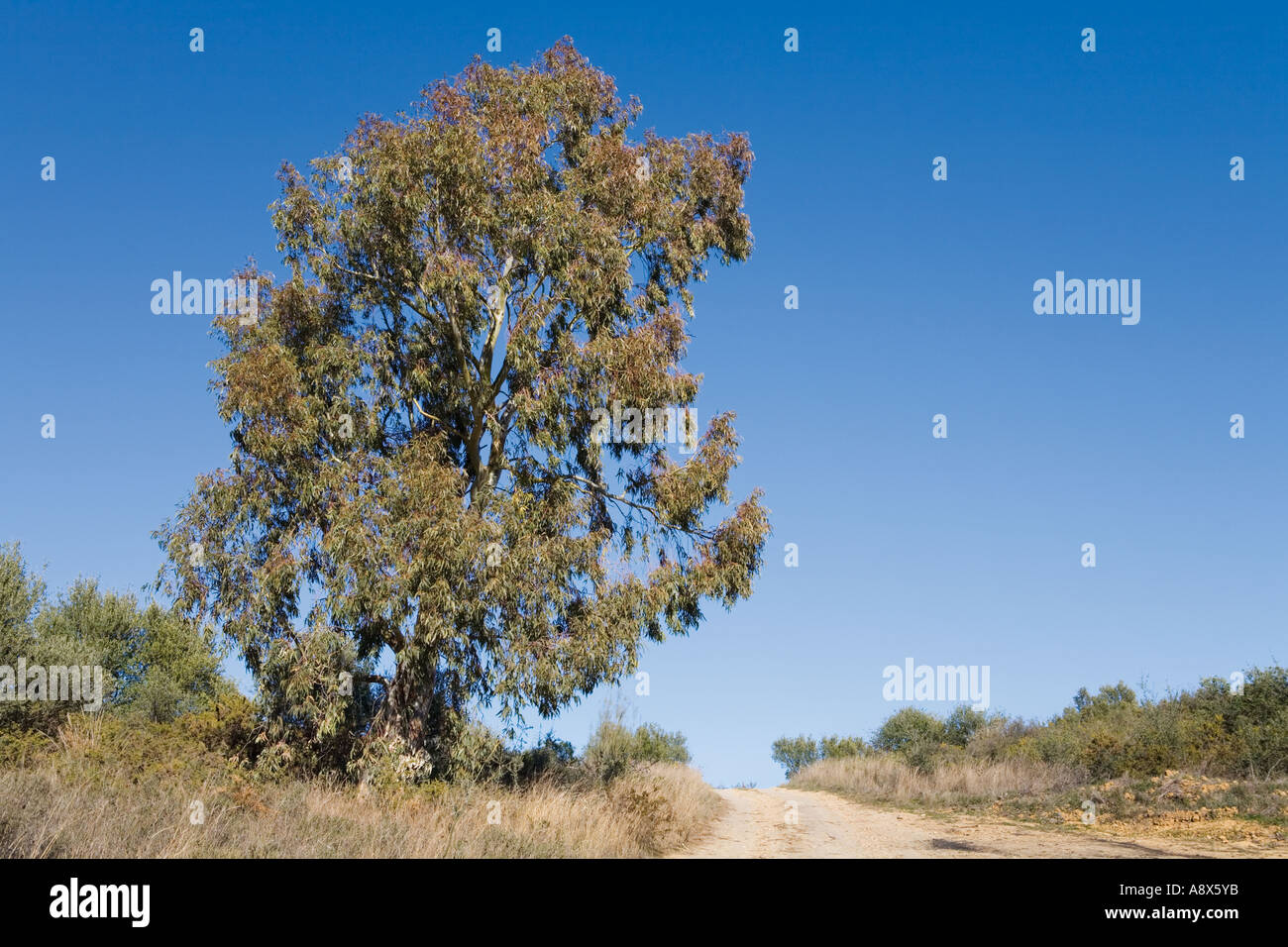 Gum tree and country track leading up rise Stock Photo - Alamy