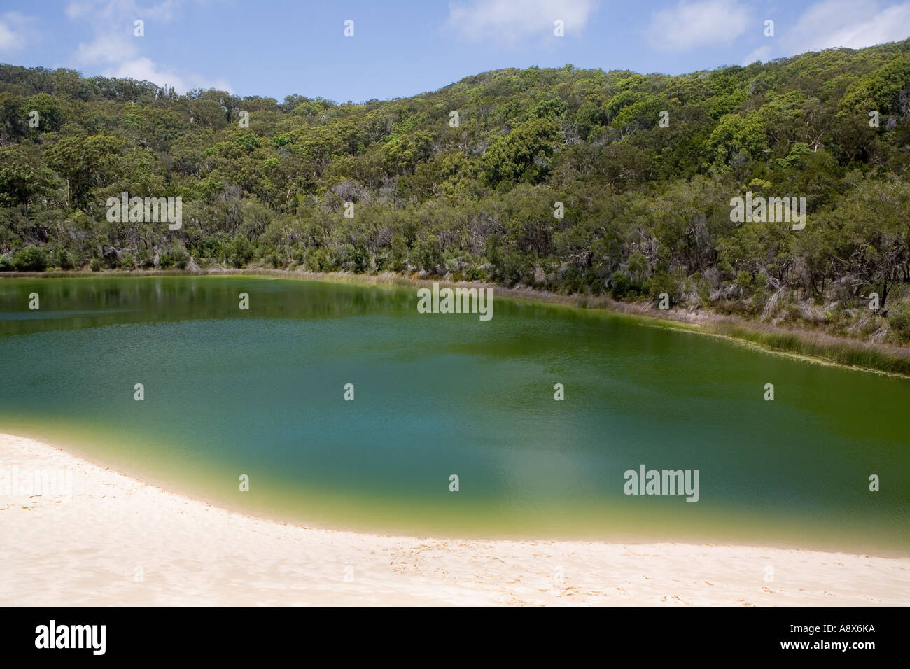 Lake Wabby in Fraser Island QSL Australia Stock Photo - Alamy