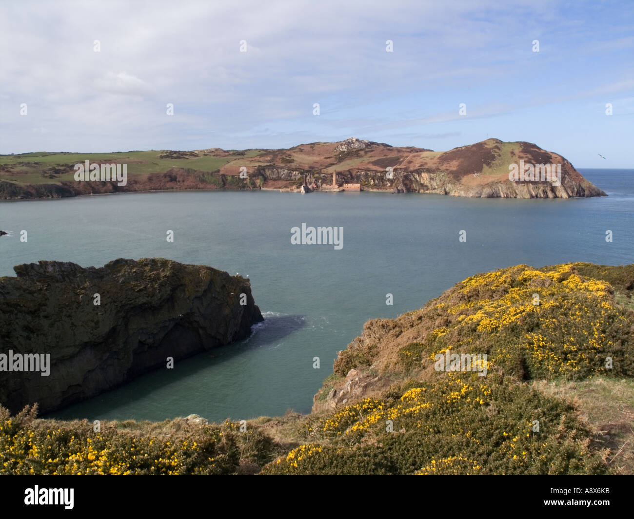View across Porth Wen bay with flowering Gorse on coast from Isle of ...