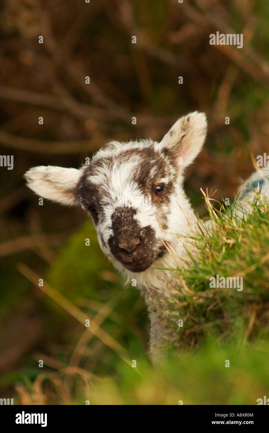 Lamb peeking hi-res stock photography and images - Alamy