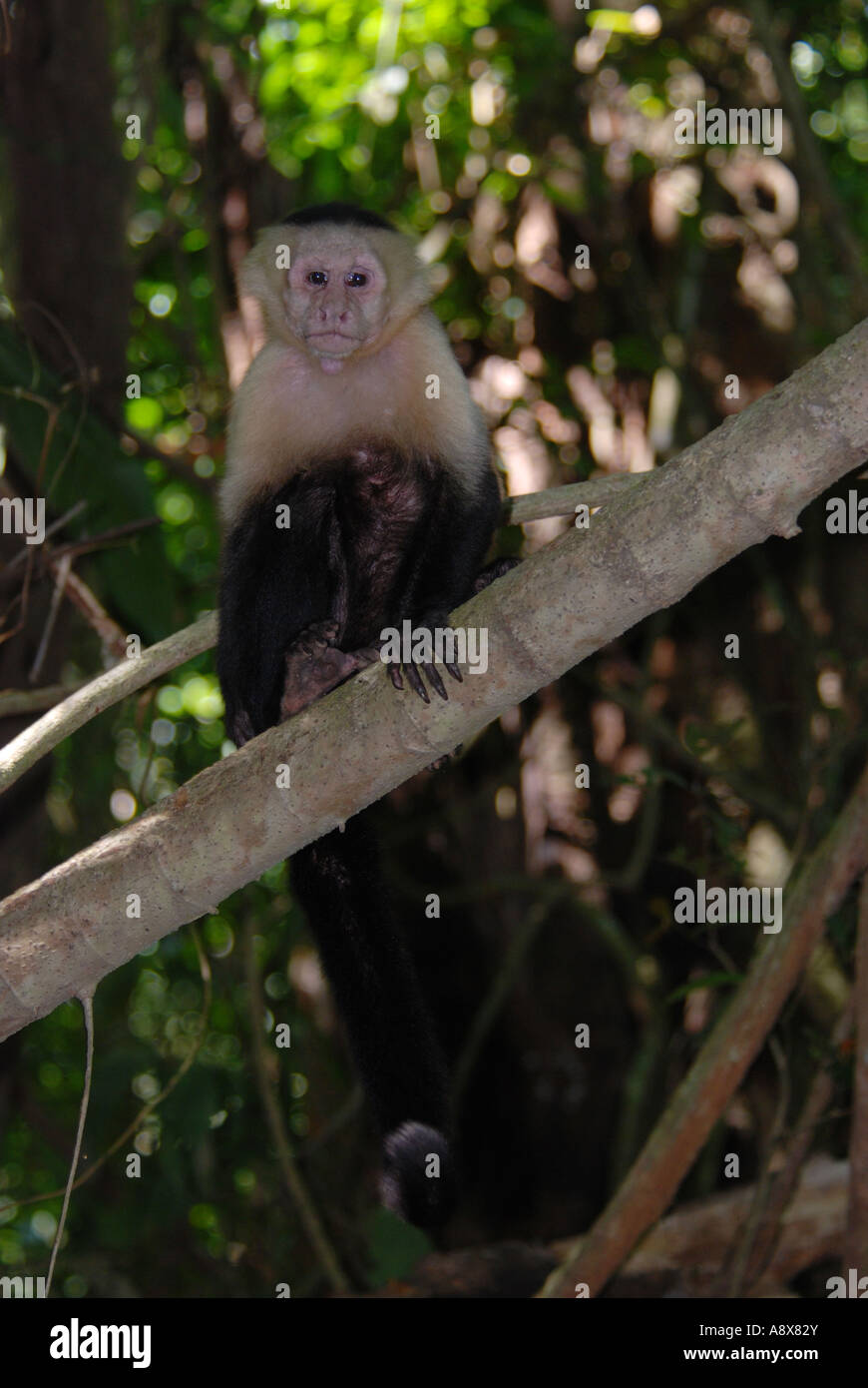 White throated Capucin monkey, Cebus capucinus, Manuel Antonio National ...