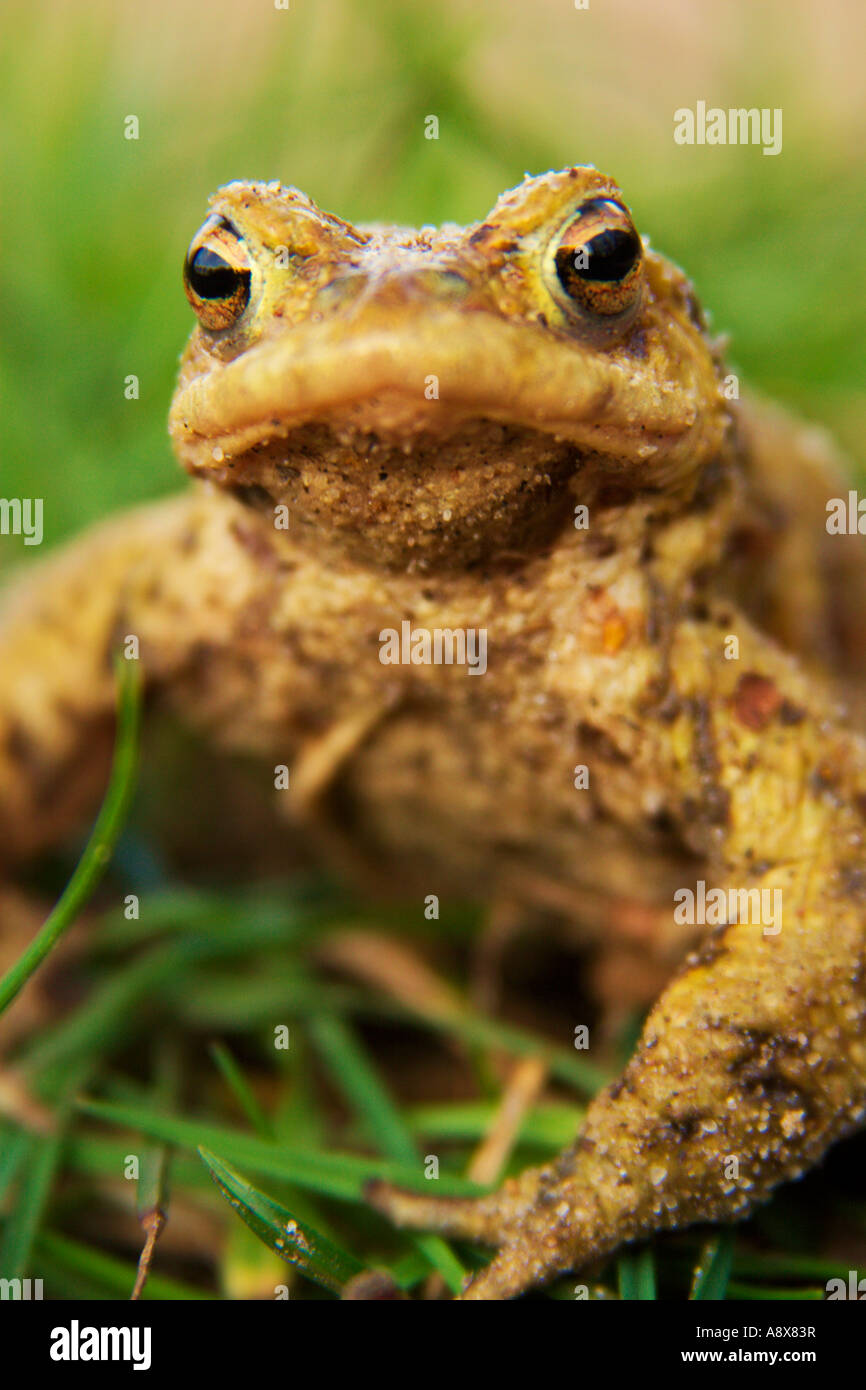 A closeup of a Toad Stock Photo - Alamy