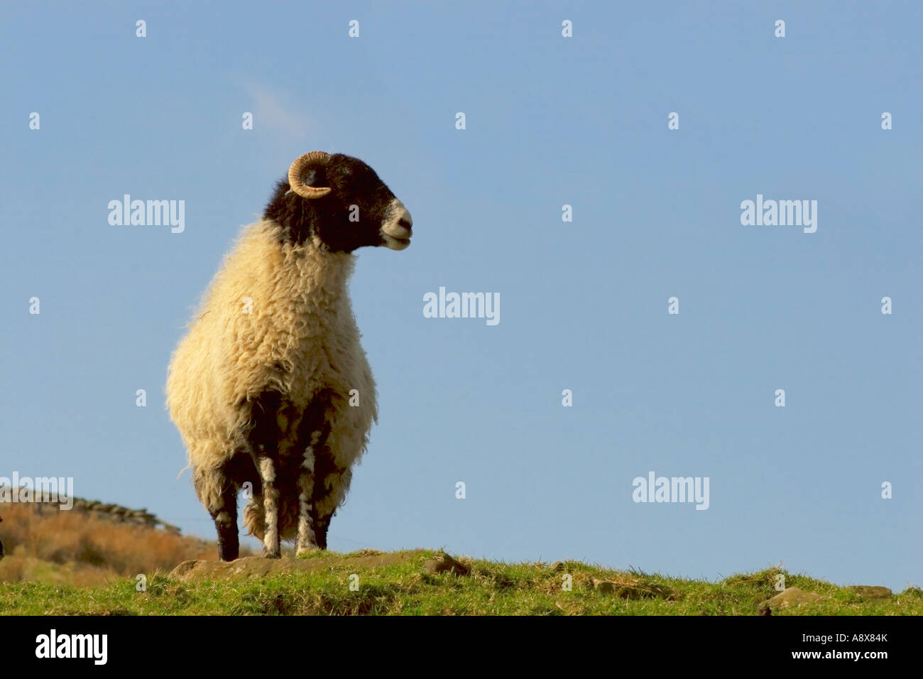 Lone sheep stands on top of a hill Stock Photo - Alamy