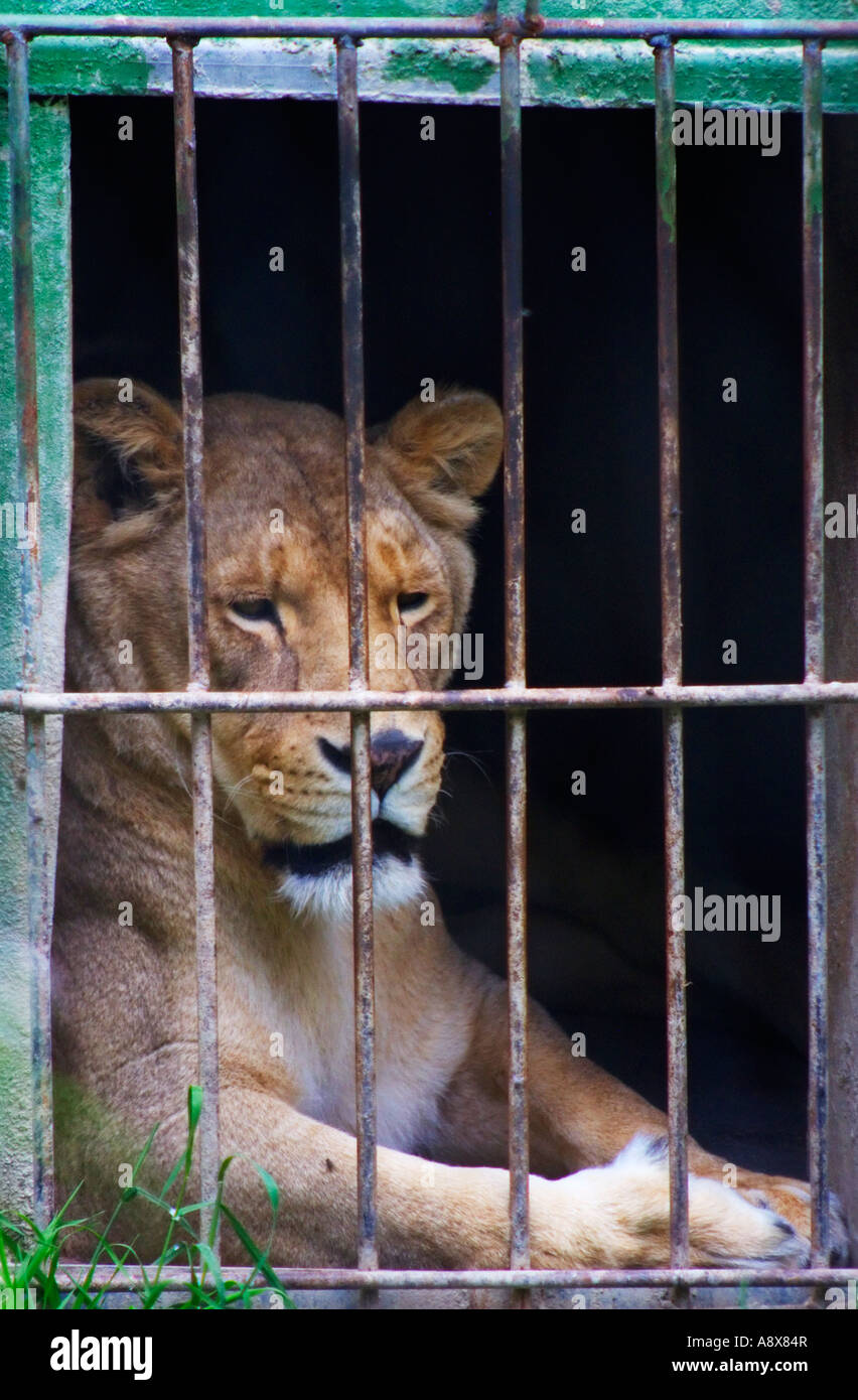 Sad lioness now cared for at El Arca animal suntuary Stock Photo - Alamy