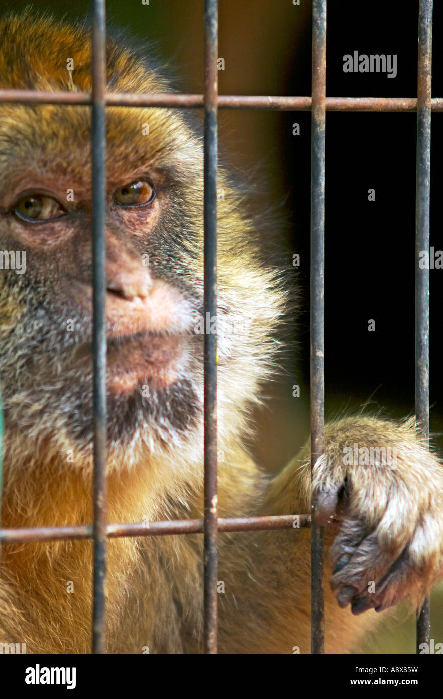 A Lonley monkey now cared for at El Arca animal suntuary Stock Photo ...