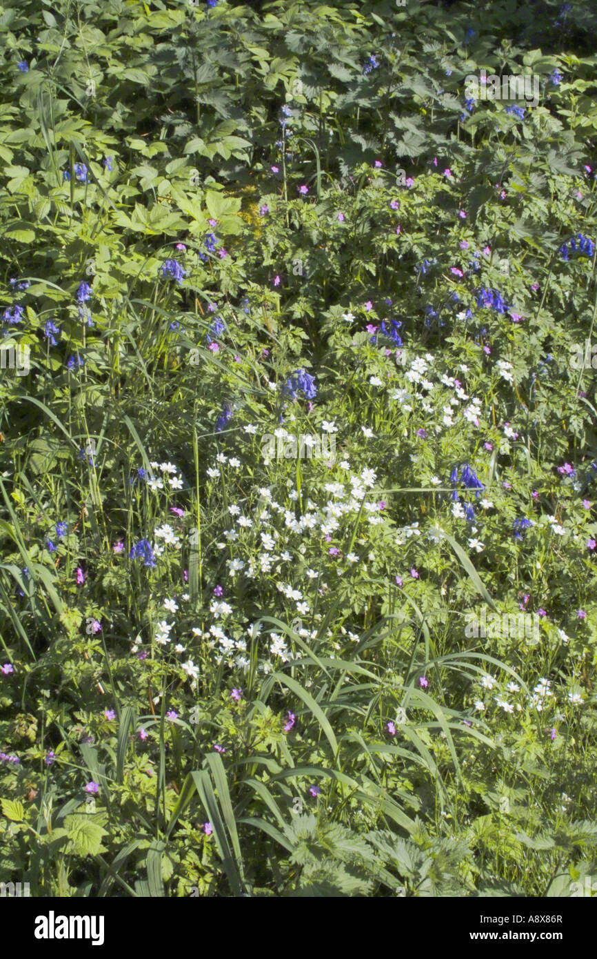 flora flowers green nature Stock Photo - Alamy