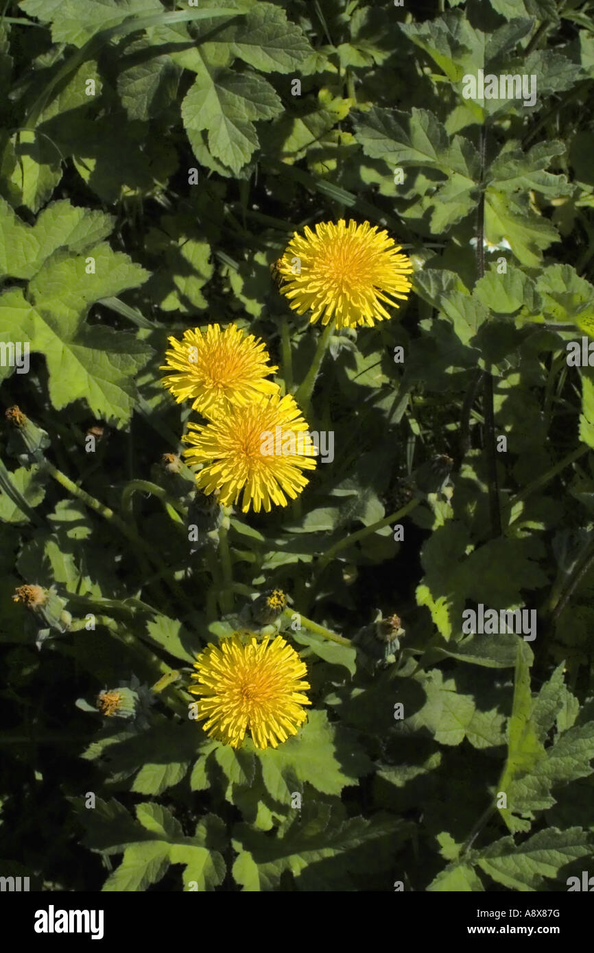 flora flowers green nature Stock Photo - Alamy
