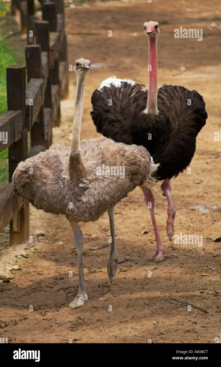 A Male Ostrich chasing a female Stock Photo - Alamy