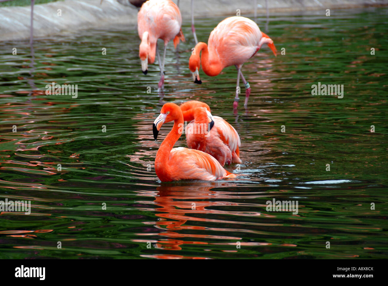 Full standing view of flamingo hi-res stock photography and images - Alamy