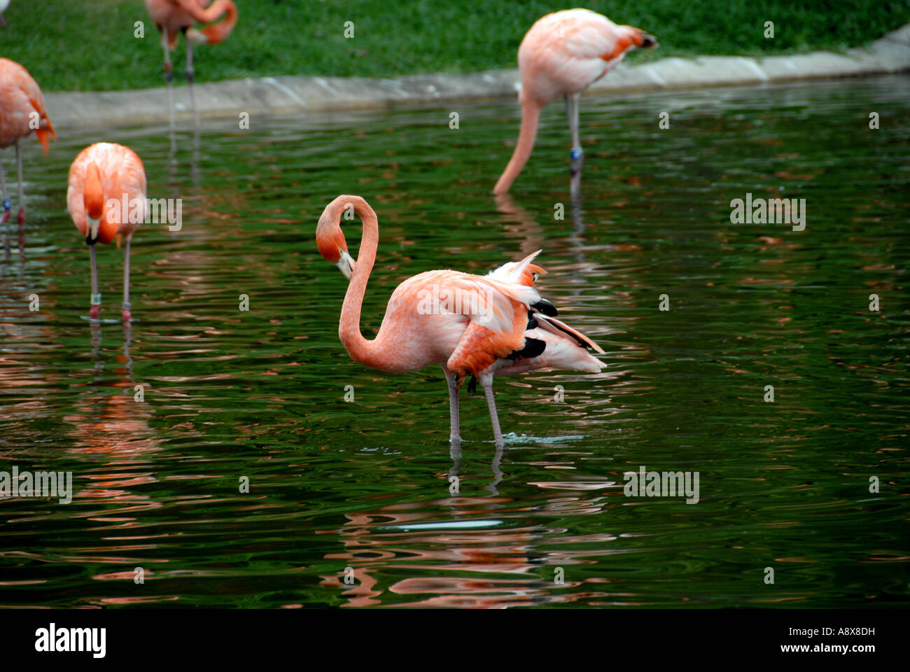 Flamingo miami beach hi-res stock photography and images - Alamy