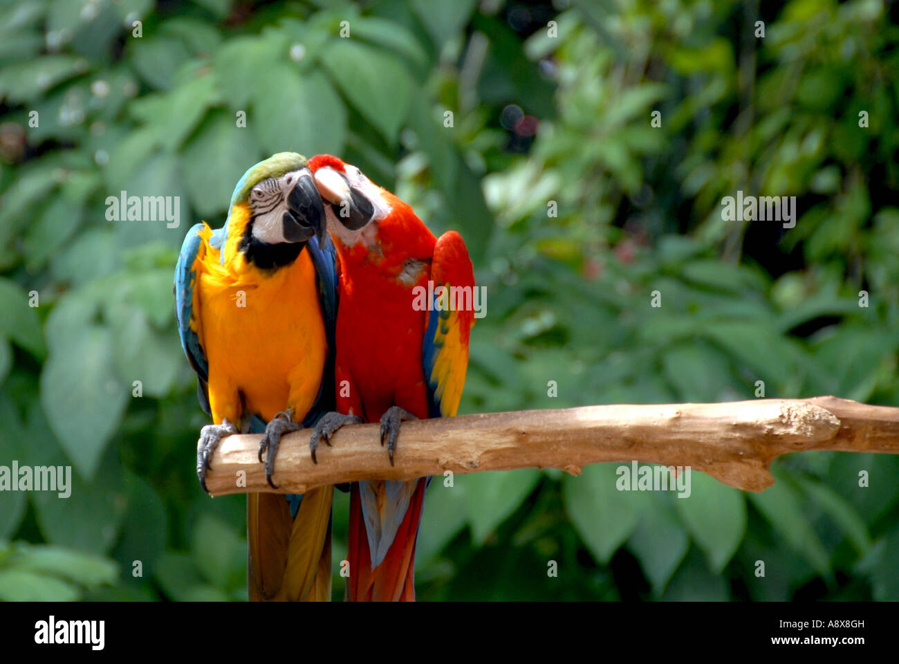 Two hybrid macaws Stock Photo - Alamy