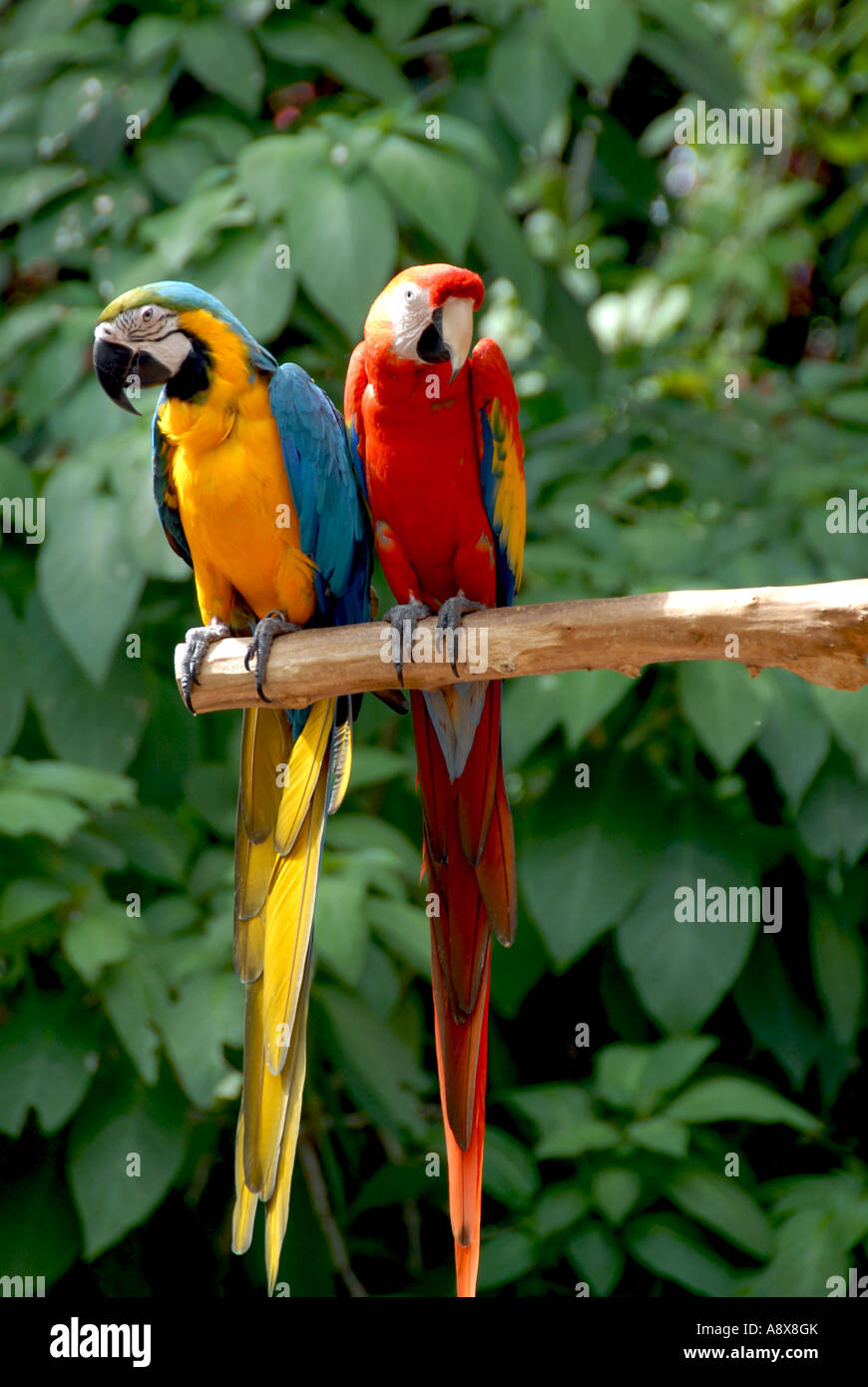 Two hybrid macaws Stock Photo - Alamy