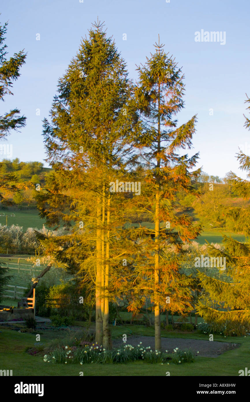 shropshire hills cardington midlands england uk Stock Photo - Alamy