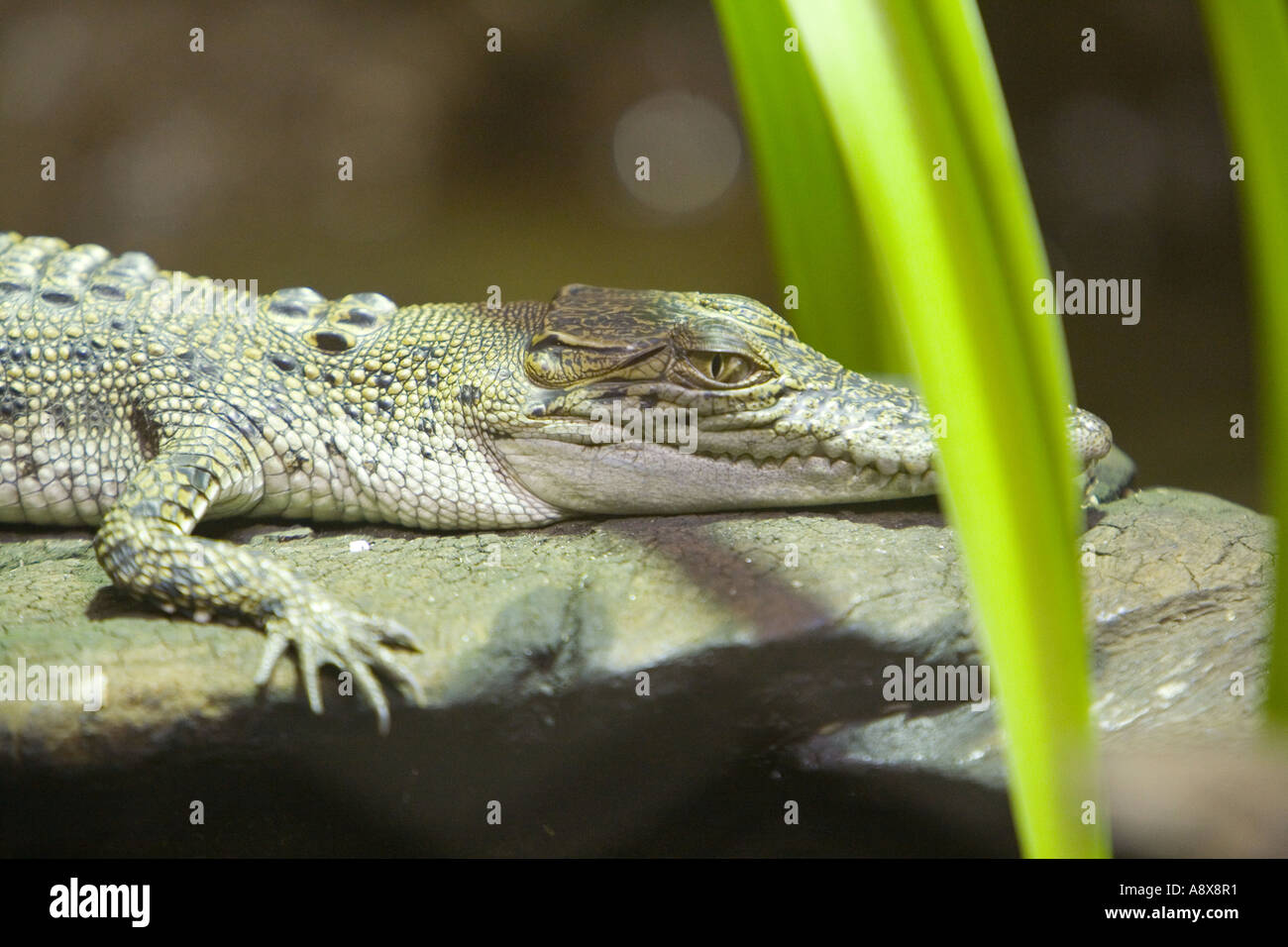 Taronga Zoo In Sydney Stock Photo - Alamy