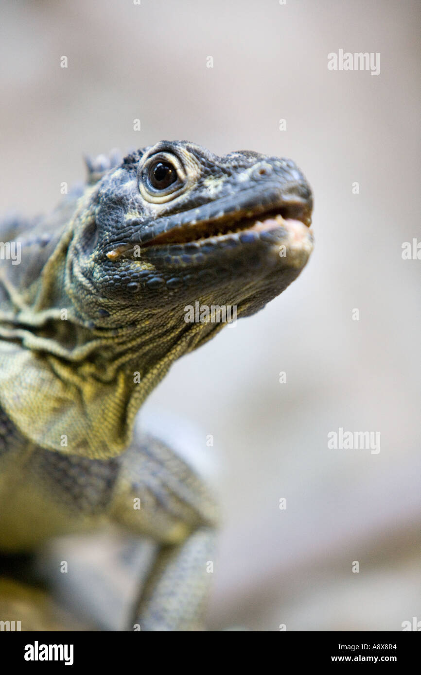 Lizard taronga zoo hi-res stock photography and images - Alamy