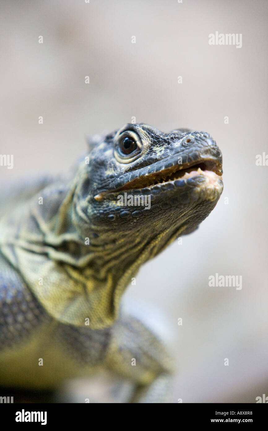 Lizard taronga zoo hi-res stock photography and images - Alamy