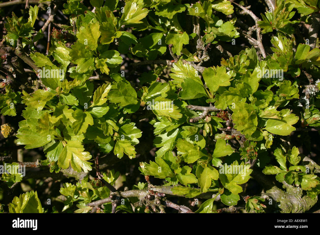 New hawthorn leaves hi-res stock photography and images - Alamy