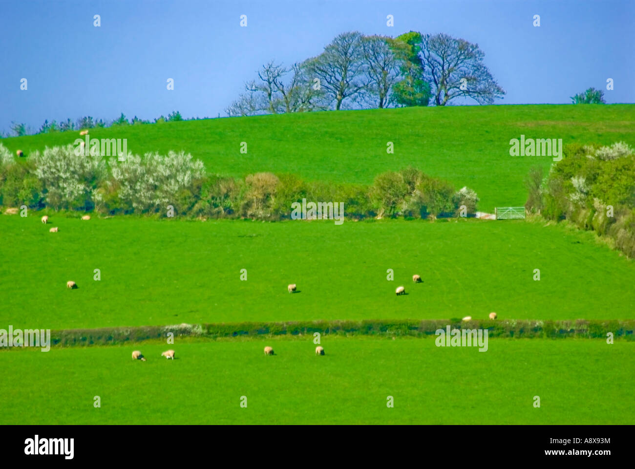 view over the valley of the river clun from clun castle shropshire the ...