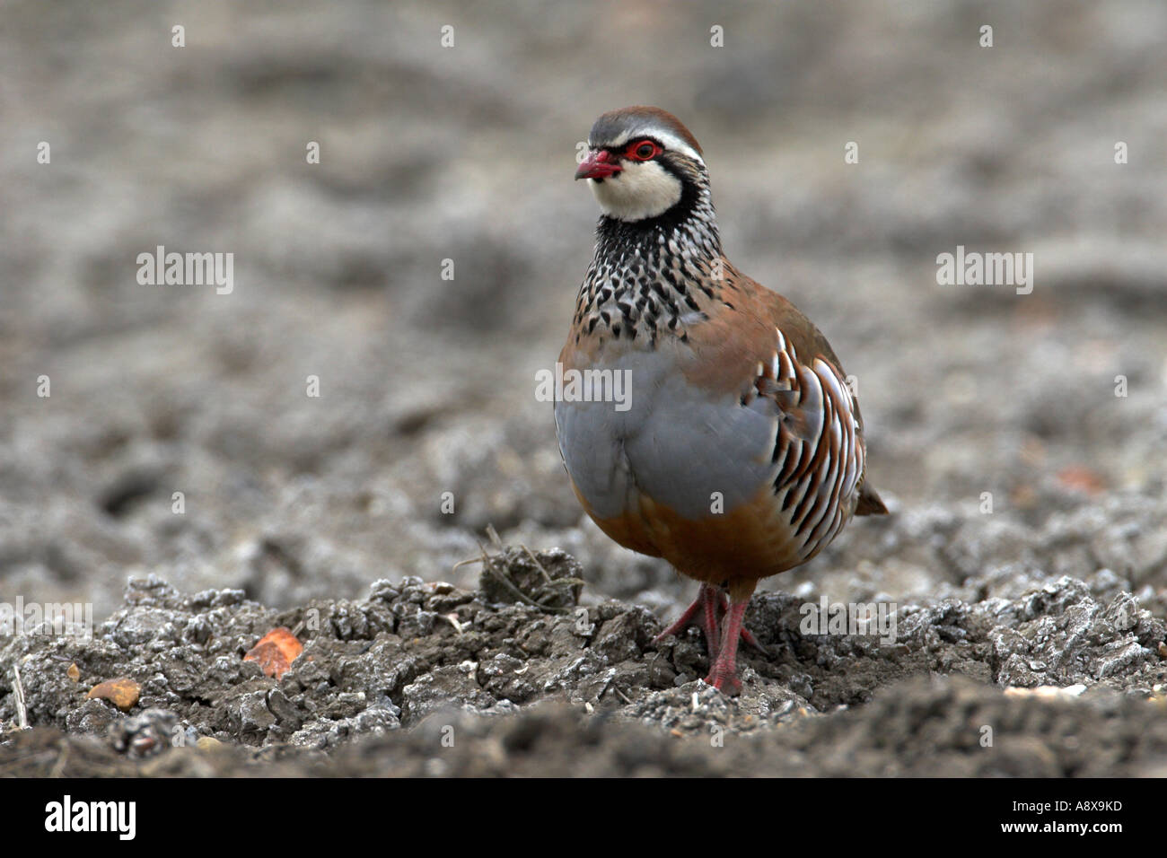 Red legged partridge prey hi-res stock photography and images - Alamy