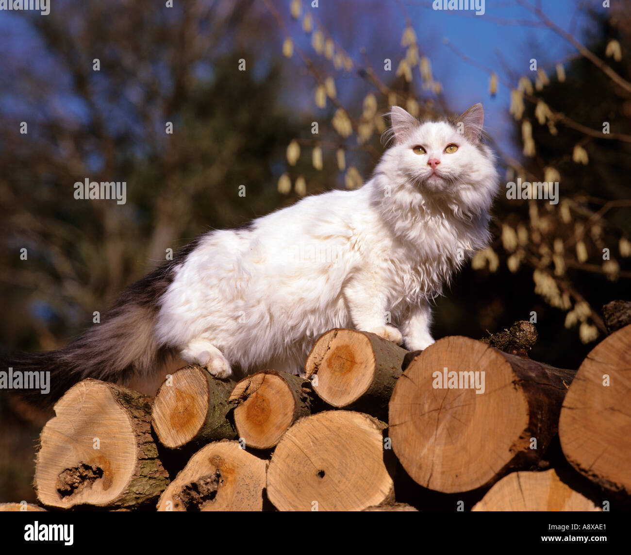 Angora cat hi-res stock photography and images - Alamy