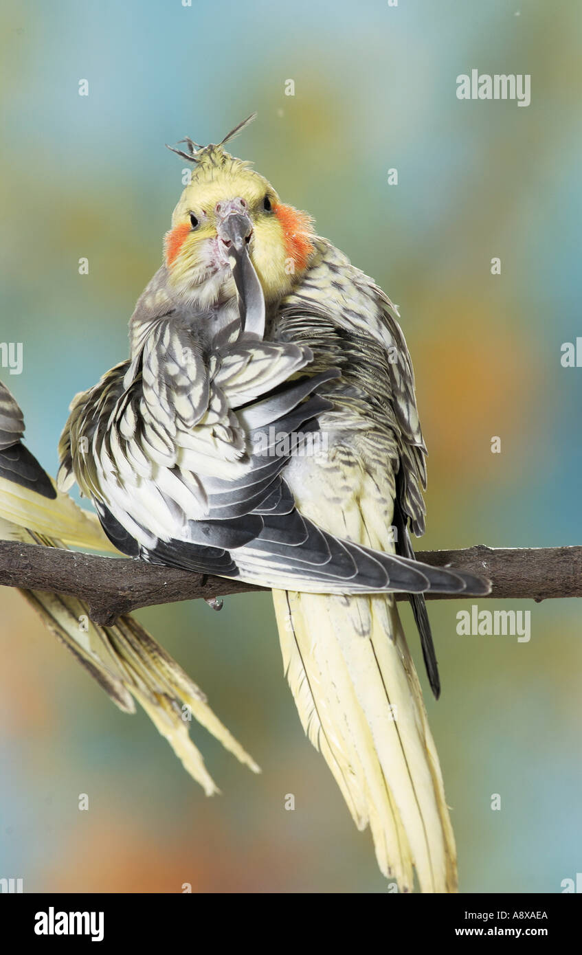 cockatiel on branch / Nymphicus hollandicus Stock Photo - Alamy